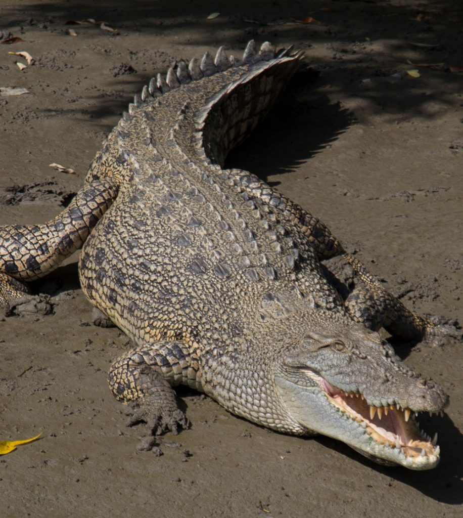 Whitsunday Day Tour - Whitsundays Crocodile Safari and Cruise